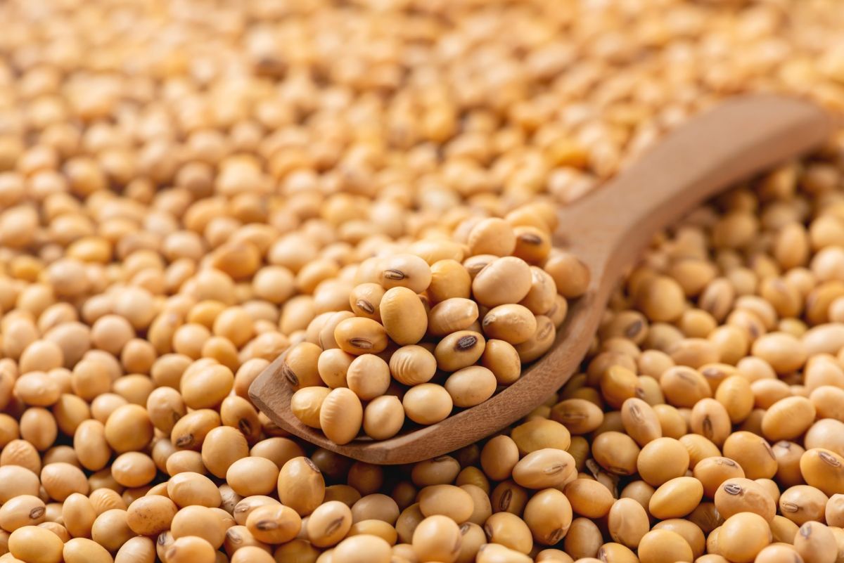 Corteva Corporation competes with Bayer in the soybean seed segment