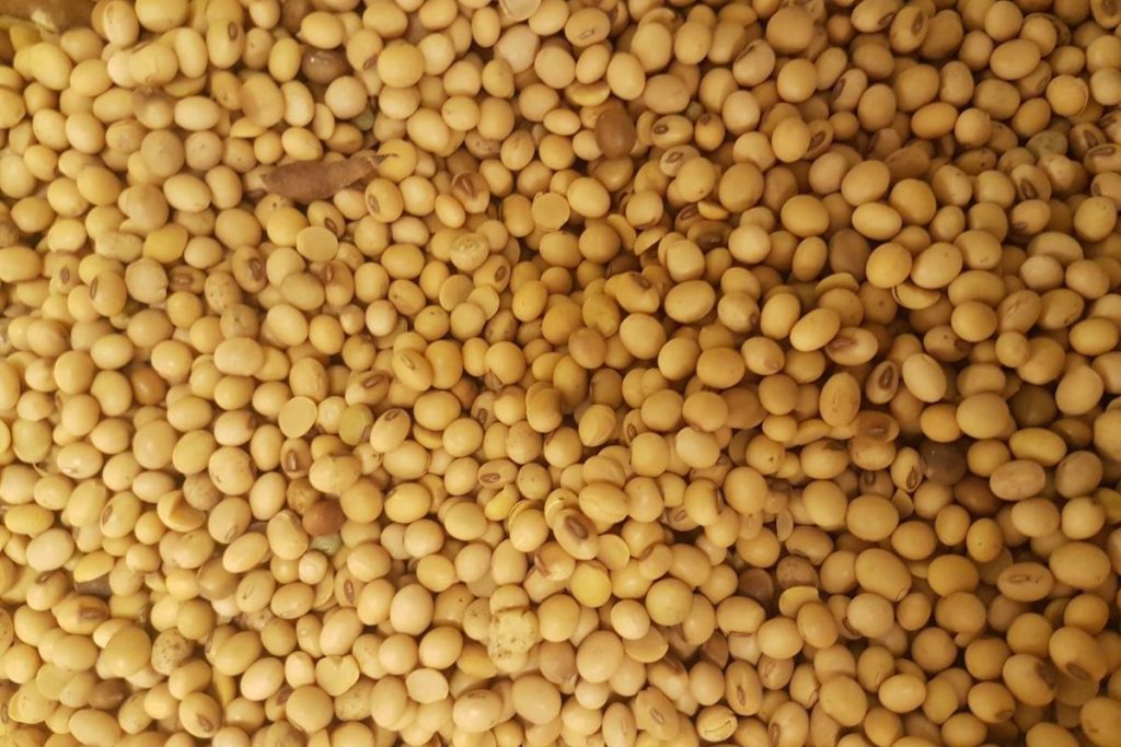 Corteva Corporation competes with Bayer in the soybean seed segment