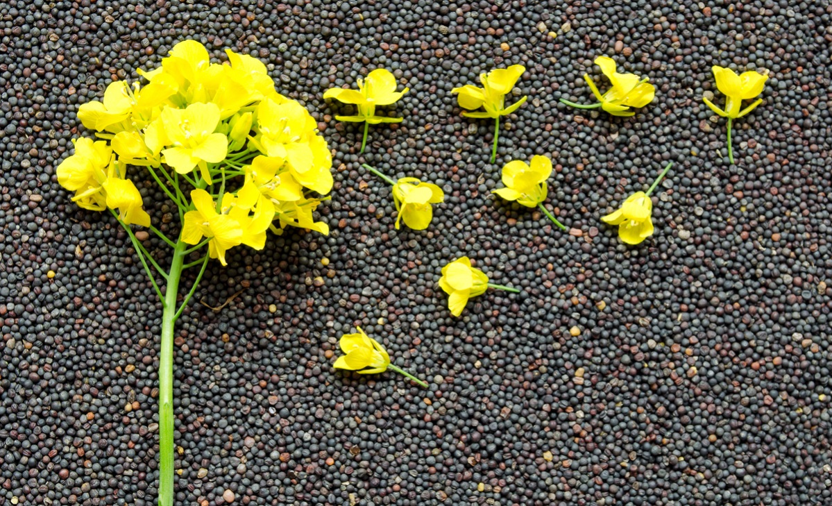 What global factors are influencing the growth in demand for rapeseed.