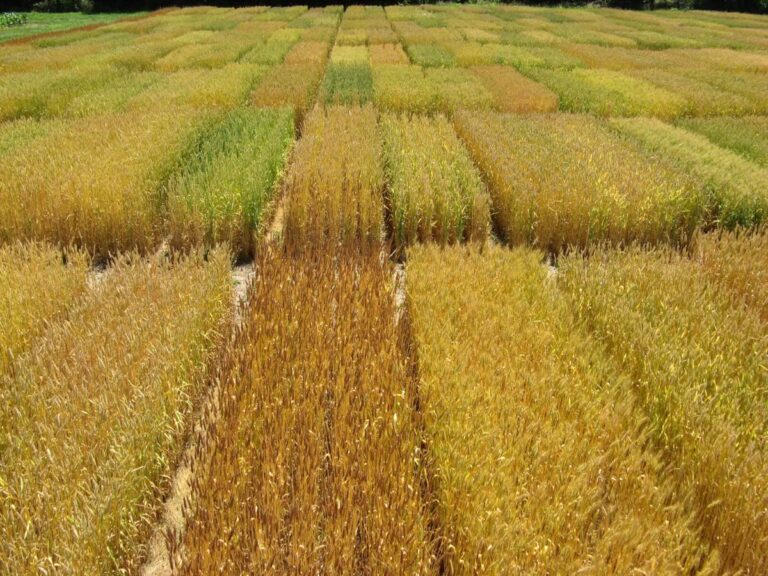 Innovations in wheat breeding will help meet demand.