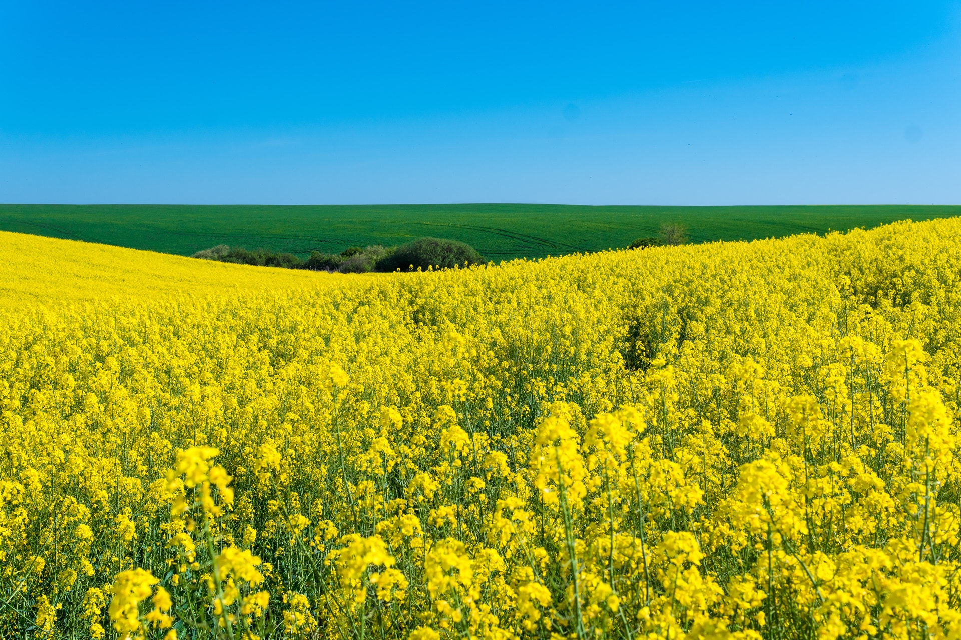 Oilseeds production will increase in Argentina and the EU.