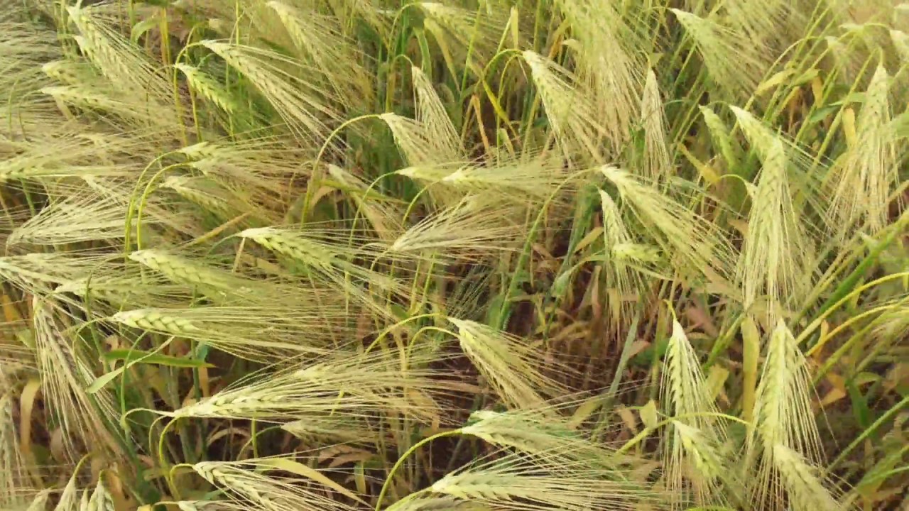 France increased barley and rapeseed crops, but not wheat.