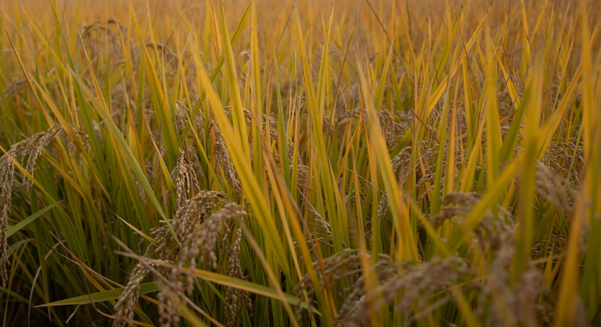 Chinese scientists have a new variety of rice: details.
