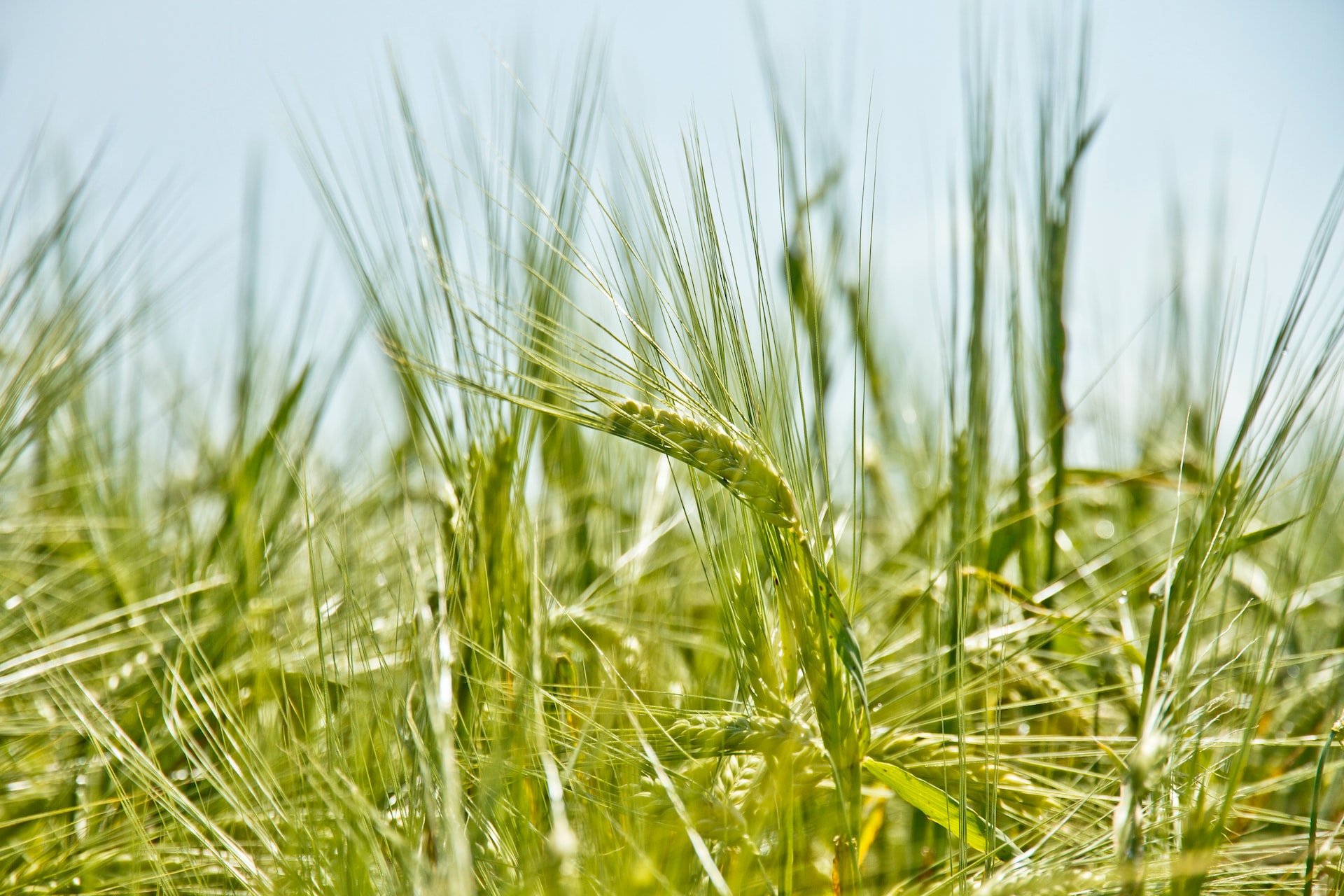 Production of grain forage crops in Kazakhstan: an overview